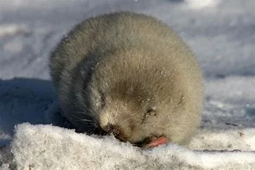 Zokor | Animal Database | Fandom