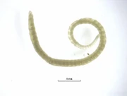 Bothrioneurum vejdovskyanum | Animal Database | Fandom