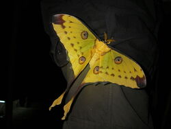 Comet Moth | Animal Database | Fandom