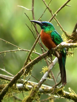 Great Jacamar | Animal Database | Fandom
