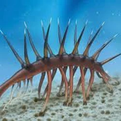 asiatic extinct animals