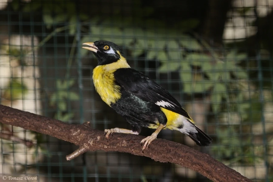 Golden Myna | Animal Database | Fandom