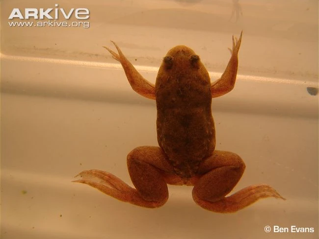 Itombwe Massif Clawed Frog | Animal Database | Fandom
