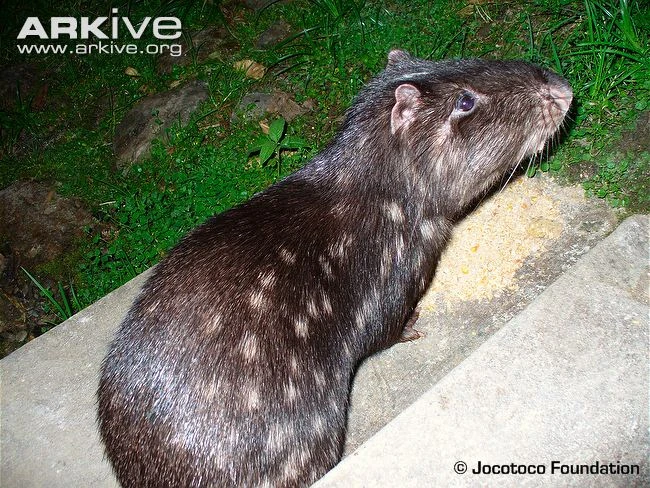 Mountain Paca | Animal Database | Fandom