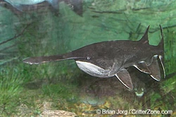 American Paddlefish | Animal Database | Fandom