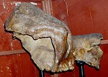 Nototherium | Animal Database | Fandom