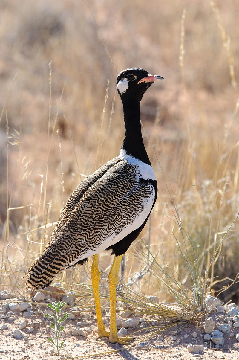Northern Black Korhaan | Animal Database | Fandom
