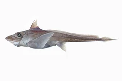 Pointy-nosed Blue Chimaera | Animal Database | Fandom