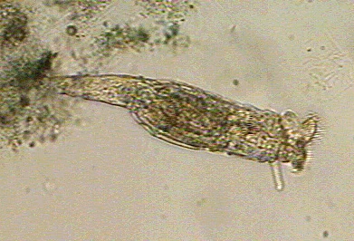 Rotifer | Animal Database | Fandom