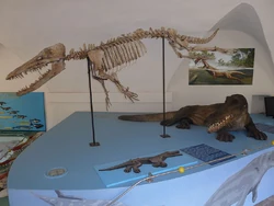 Ambulocetus Natans Skeleton