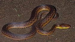 Assam Keelback | Animal Database | Fandom