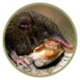 Shrew-toothed Shrew Tenrec | Animal Database | Fandom