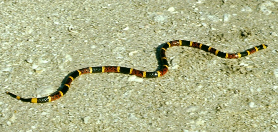 Coral Snake | Animal Database | Fandom
