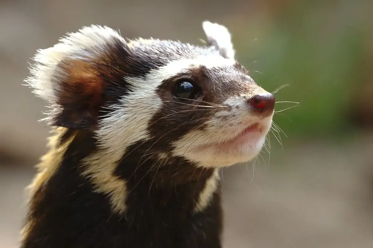 Marbled Polecat | Animal Database | Fandom