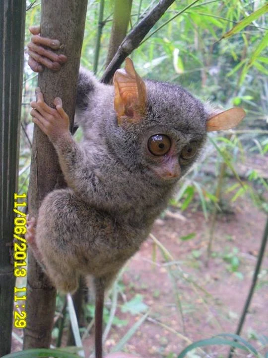Category:Mammals of Sulawesi | Animal Database | Fandom