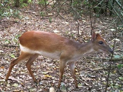 Ader's Duiker | Animal Database | Fandom