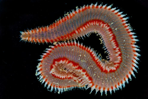 Orange Fire Worm (Eurythoe complanata) | Animal Database | Fandom