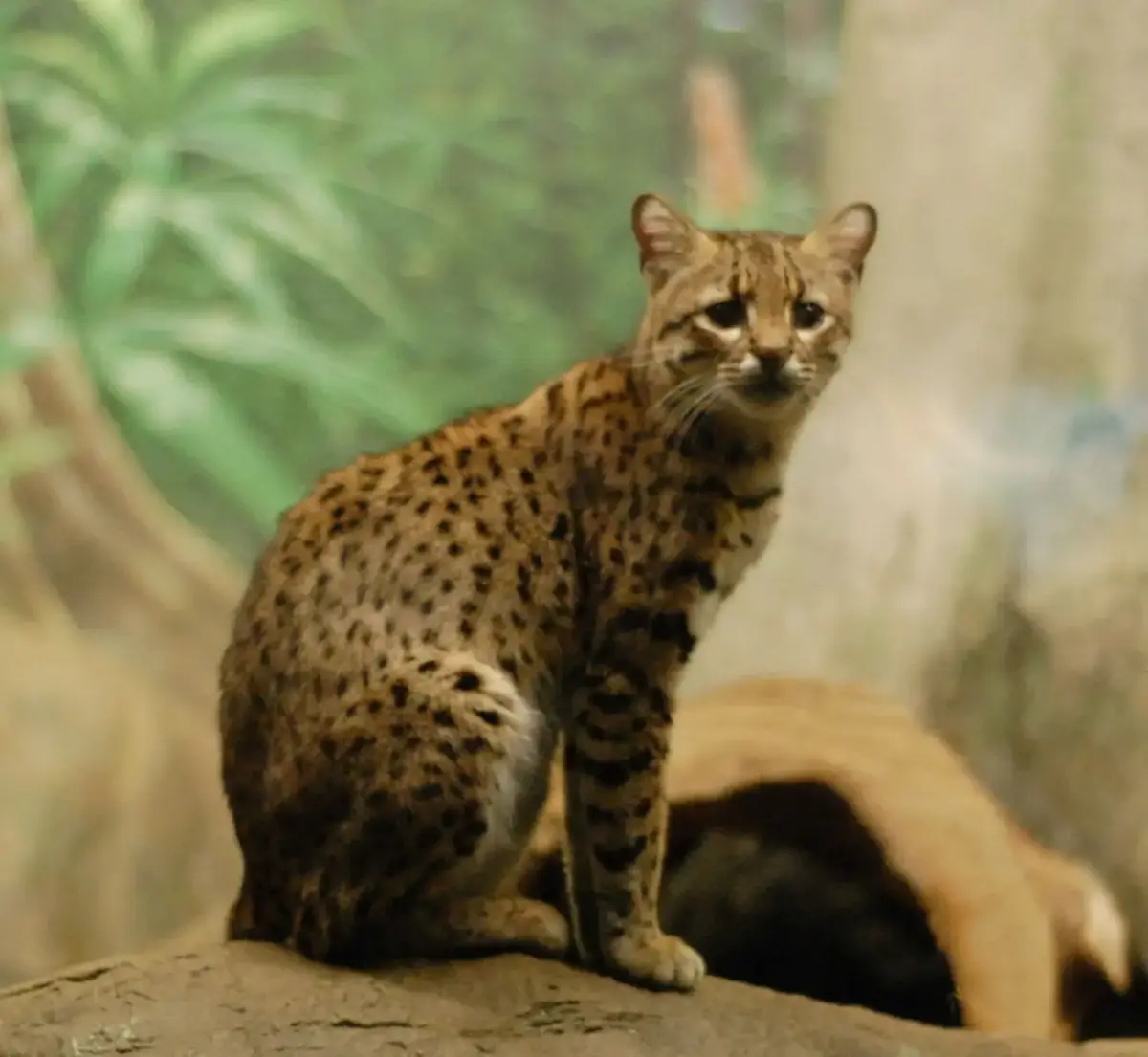 Geoffroy's Cat | Animal Database | Fandom