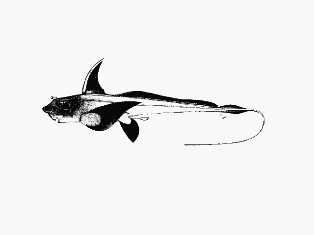 African Chimaera | Animal Database | Fandom