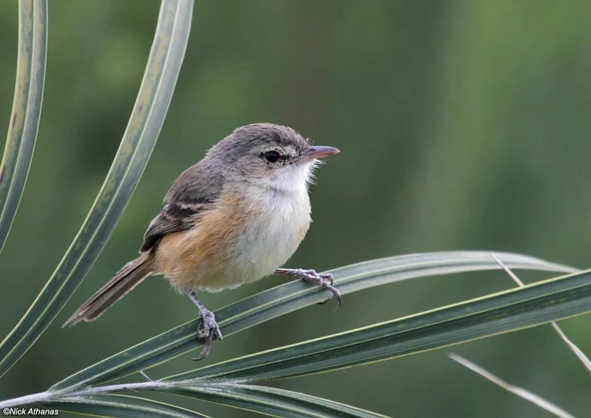 Rufous-sided Pygmy Tyrant | Animal Database | Fandom