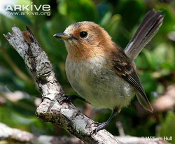 Kauaʻi ʻElepaio | Animal Database | Fandom