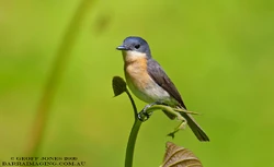 Oceanic Flycatcher | Animal Database | Fandom