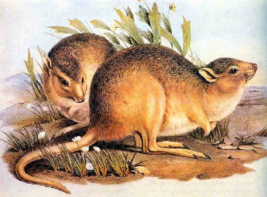 Desert Rat-kangaroo | Animal Database | Fandom
