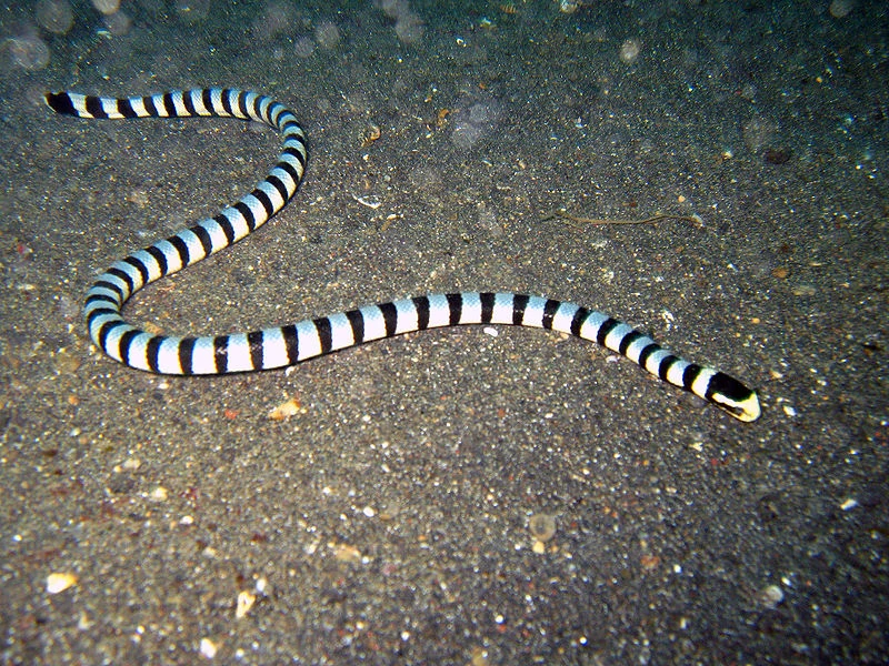 Colubrine Sea Krait | Animal Database | Fandom