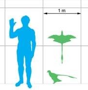 Microraptor | Animal Database | Fandom