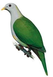 Banggai Fruit Dove | Animal Database | Fandom