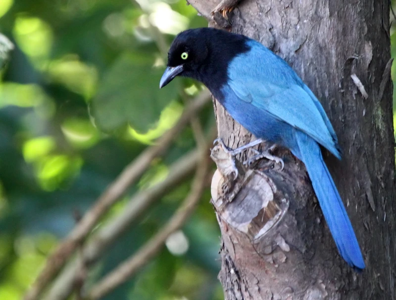 Bushy-crested Jay | Animal Database | Fandom