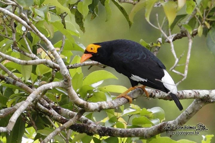 Long-tailed Myna | Animal Database | Fandom