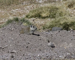 Andean Mountain Cavy | Animal Database | Fandom