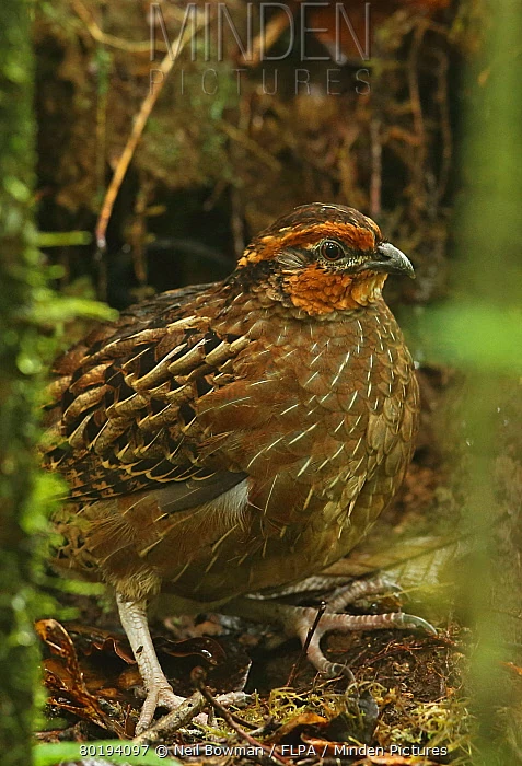 Singing Quail | Animal Database | Fandom