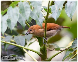 Cinnamon Ibon | Animal Database | Fandom