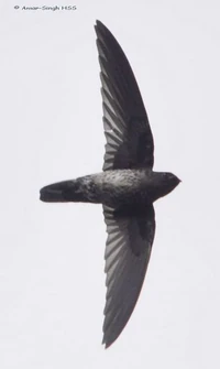 Collocalia | Animal Database | Fandom