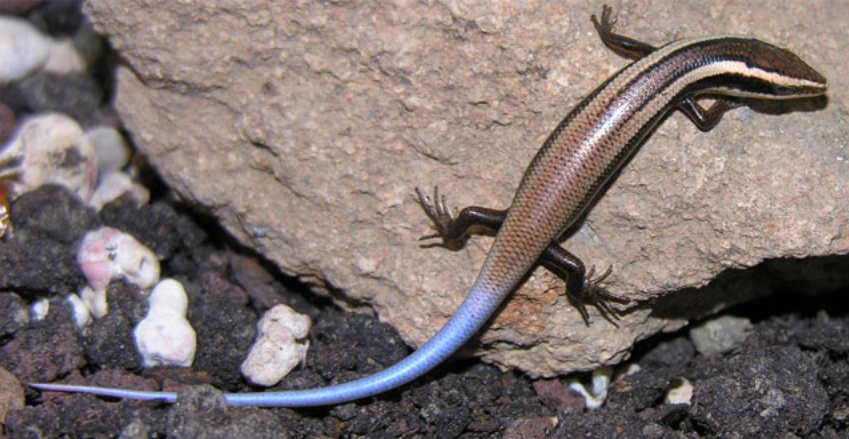 Anguilla Bank Skink | Animal Database | Fandom