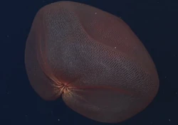 Deepstaria | Animal Database | Fandom