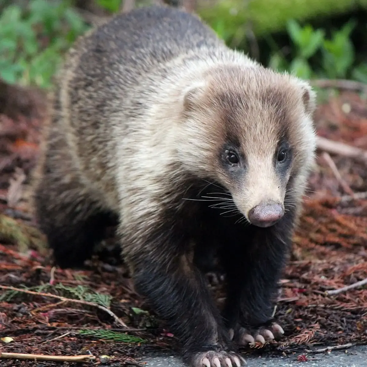 Japanese Badger | Animal Database | Fandom