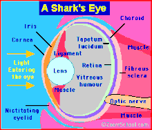 Shark Senses | Animal Database | Fandom