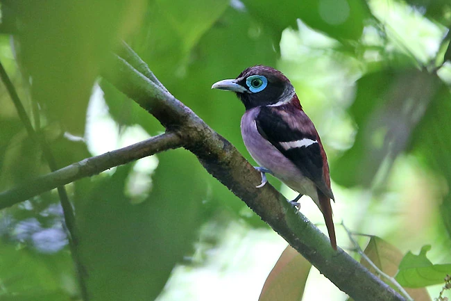 Visayan Broadbill | Animal Database | Fandom