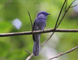 Pale-blue Monarch | Animal Database | Fandom
