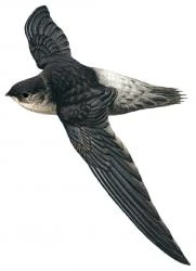 Pale-rumped Swift | Animal Database | Fandom