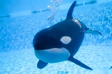 Malia (orca) | Animal Database | Fandom