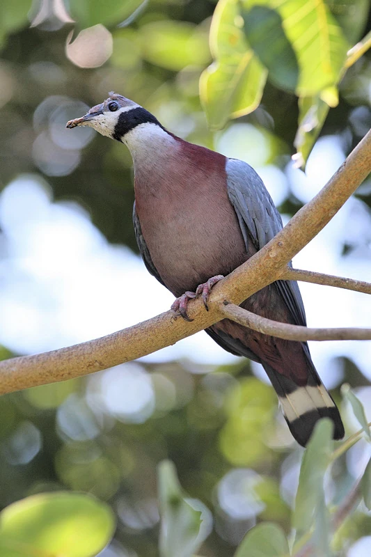 Collared Imperial Pigeon | Animal Database | Fandom