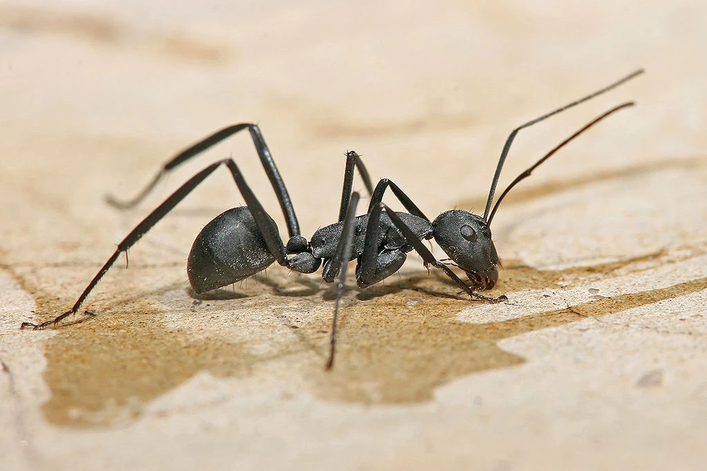 Carpenter ants | Animal Database | Fandom