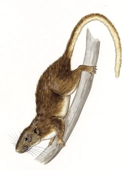 Atlantic Bamboo Rat | Animal Database | Fandom