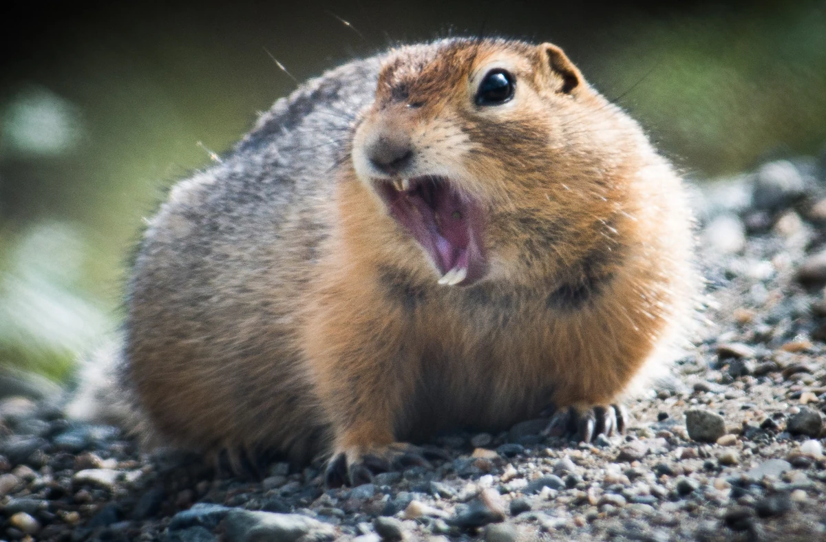 Arctic ground squirrel | Animal Database | Fandom