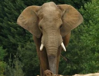Bush Elephant | Animal Database | Fandom