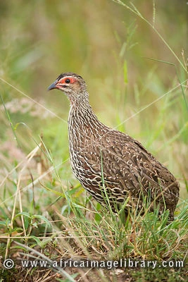 Clapperton's Francolin | Animal Database | Fandom